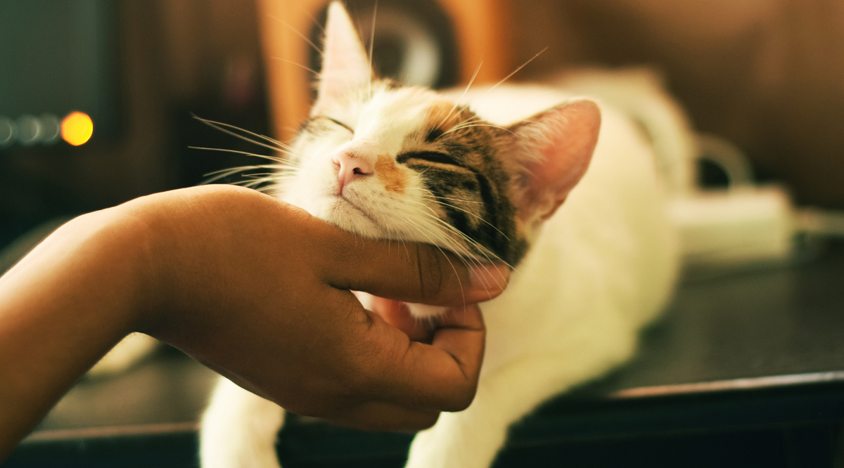 Cat Care for Beginners: The Ultimate Checklist for New Cat Owners | Pet ...
