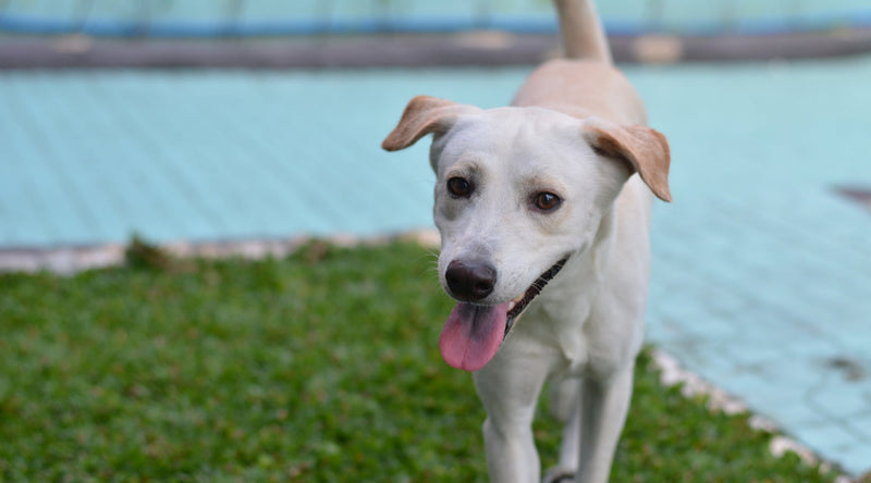 Aspins (Asong Pinoy) Dog Guide for Pet Owners – Pet Express