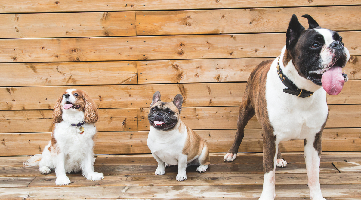 A Guide to Dog Breeds and Sizes for First-Time Pet Owners | Toy Kingdom