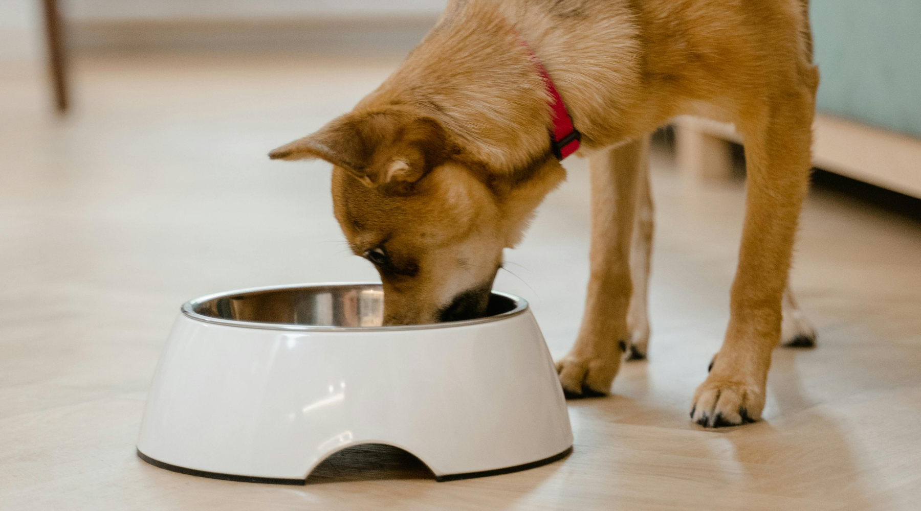 Pet Supplies Checklist: 6 Must-Have Pet Essentials | Pet Care and more ...