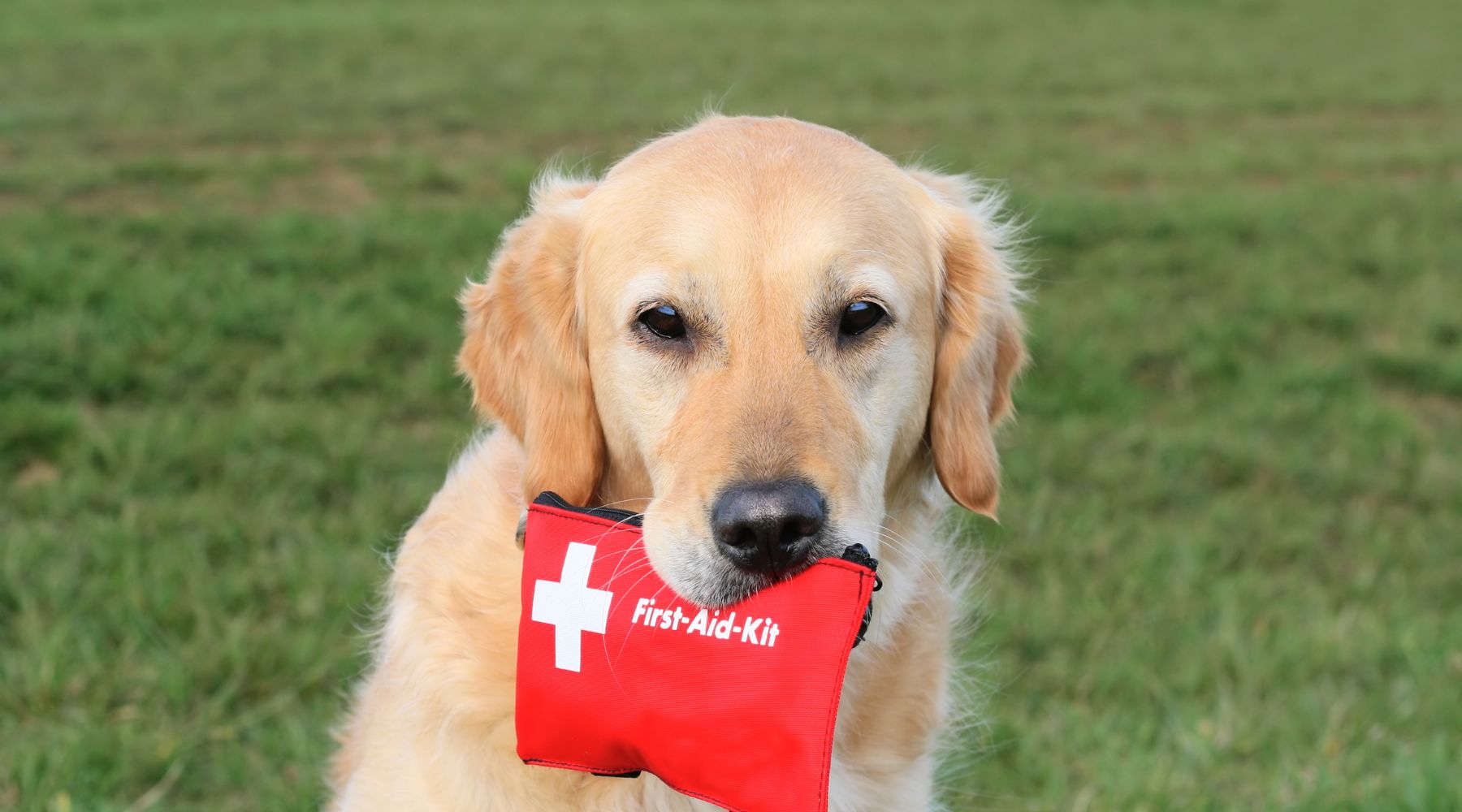 The Ultimate Pet Emergency Kit Checklist: What to Pack?