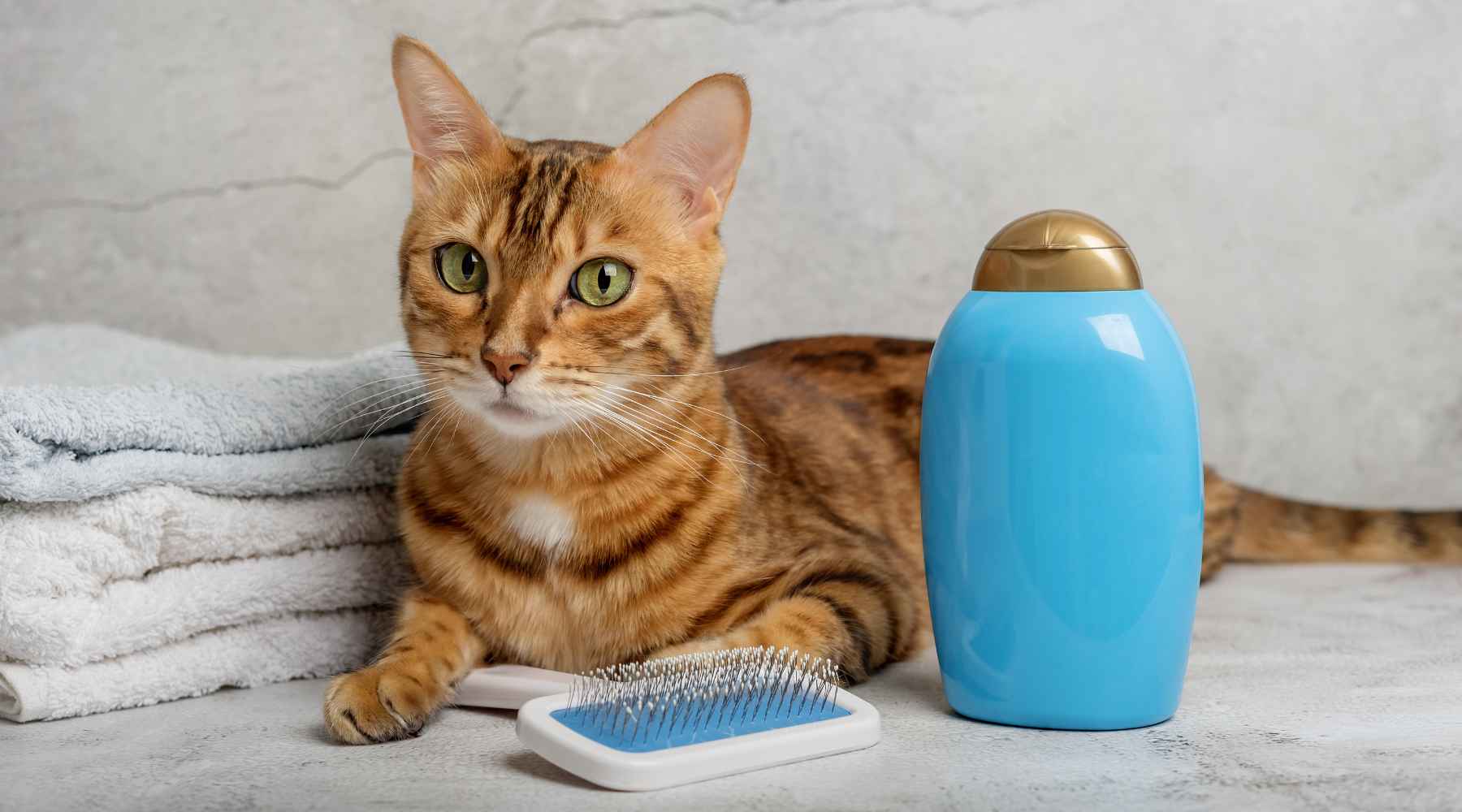 How to Choose the Right Shampoo for Your Dog or Cat – Pet Express