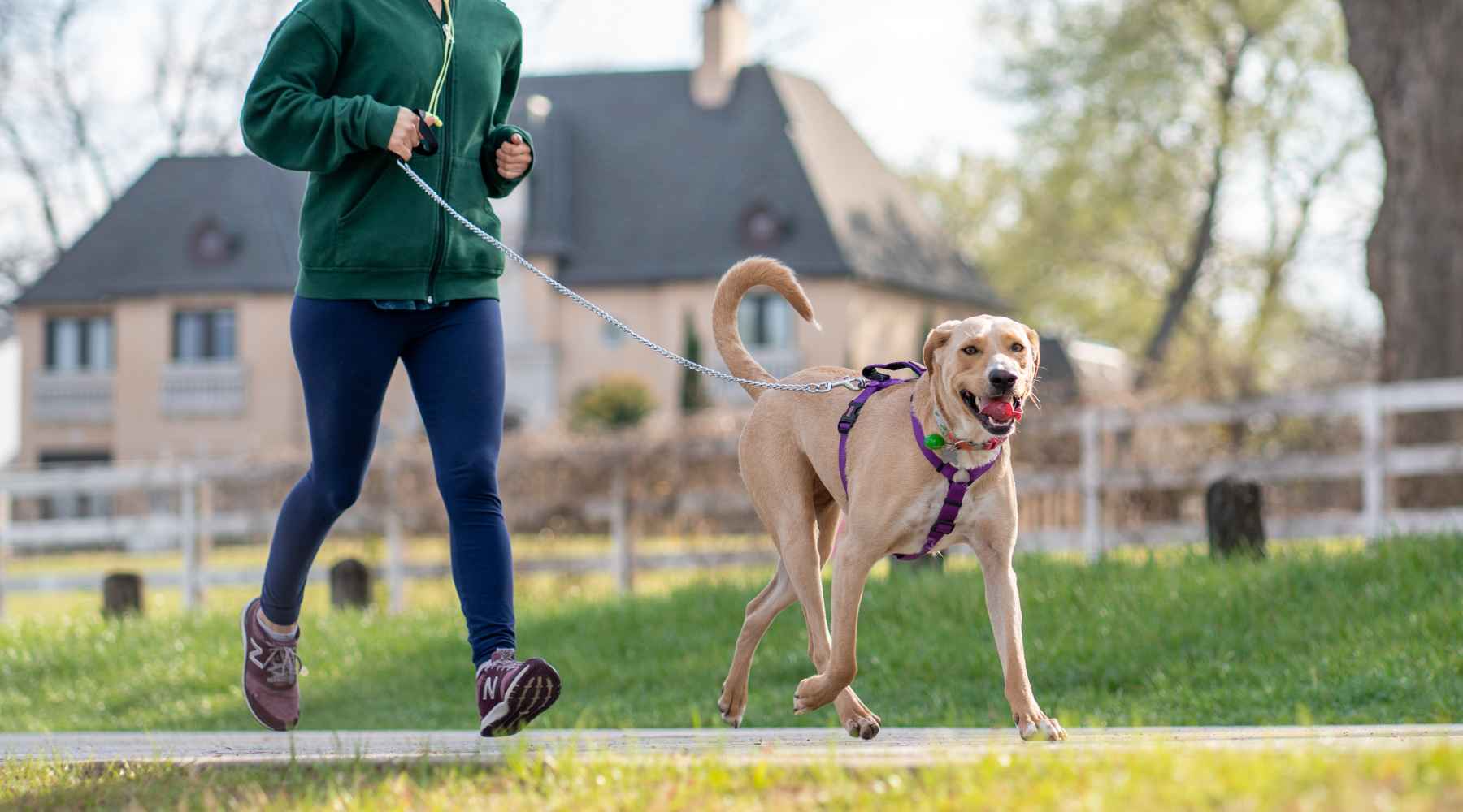 Your Guide to Running with Your Canine Buddy | Pet Express